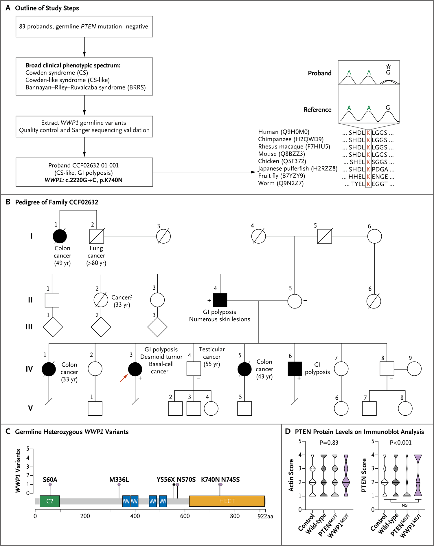 WWP1获得功能导致的PTEN失活在癌症易感性中的作用 - NEJM医学前沿
