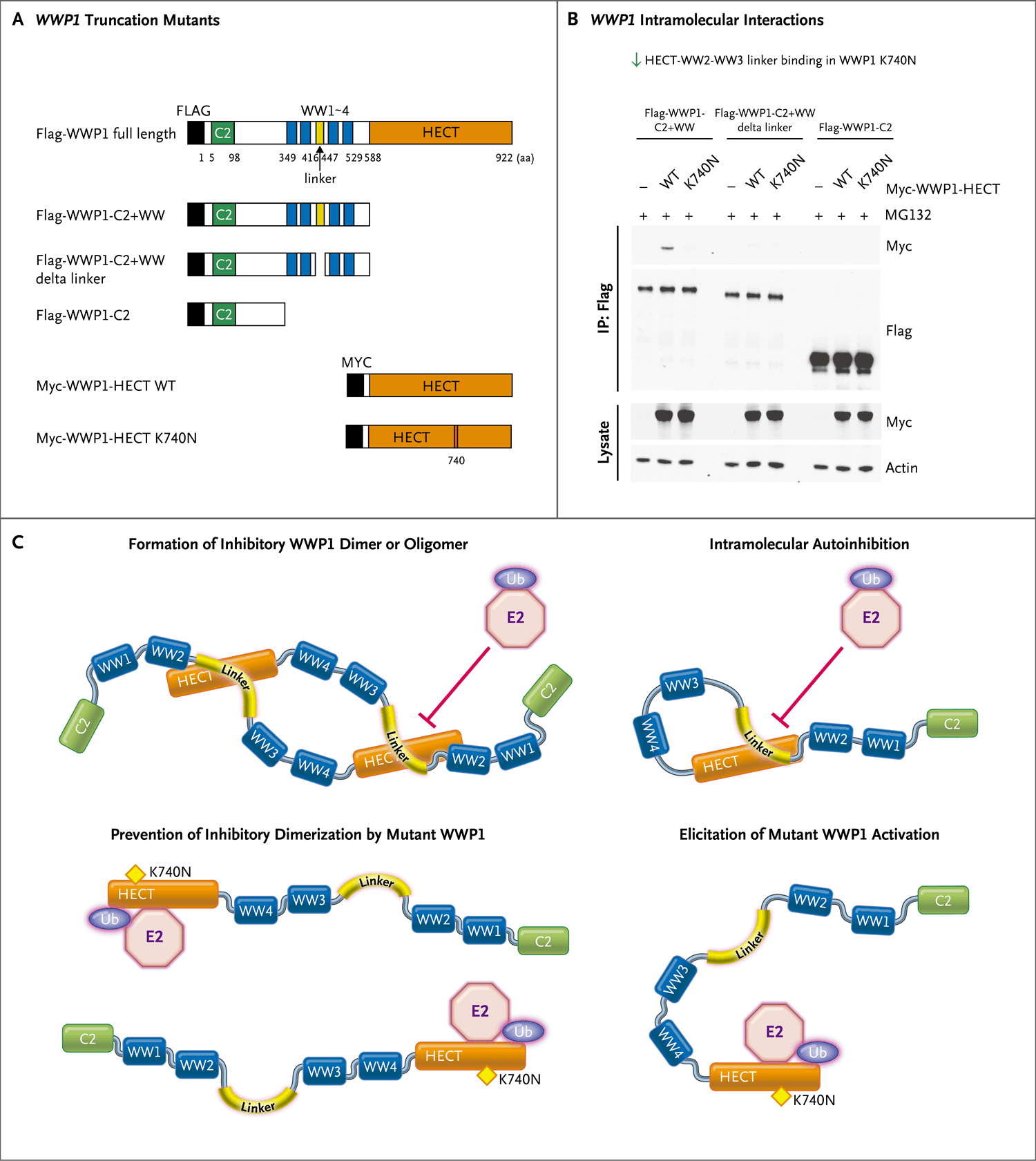 WWP1获得功能导致的PTEN失活在癌症易感性中的作用 - NEJM医学前沿