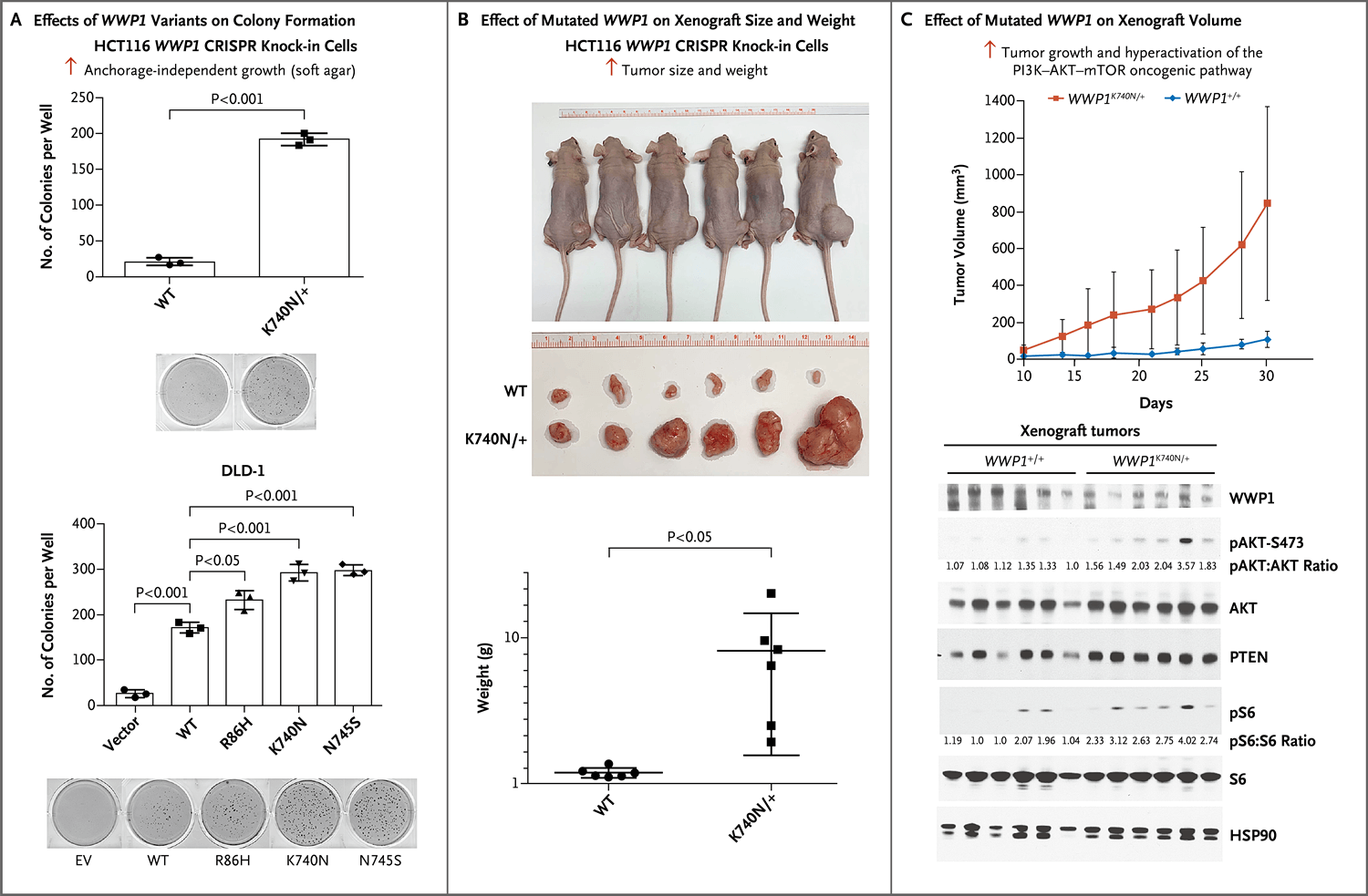WWP1获得功能导致的PTEN失活在癌症易感性中的作用 - NEJM医学前沿